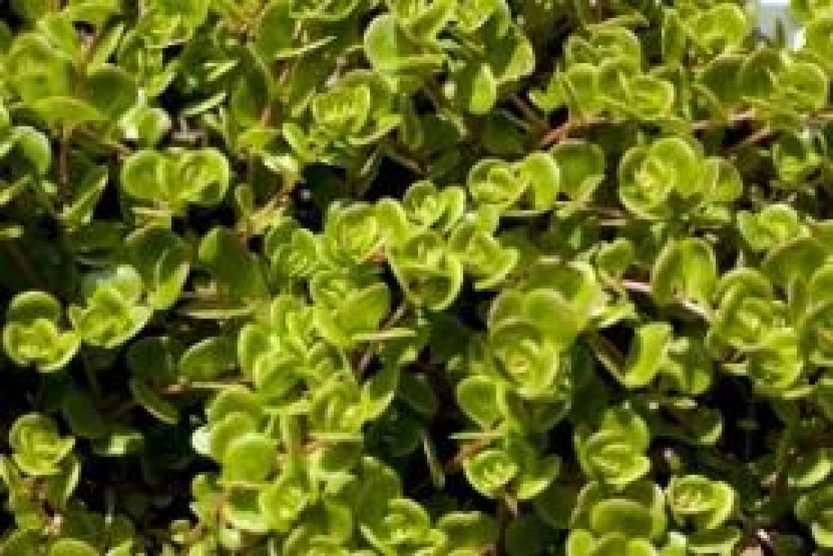 Portusana™ – Gesunder Blutzuckerspiegel mit Hilfe der Natur