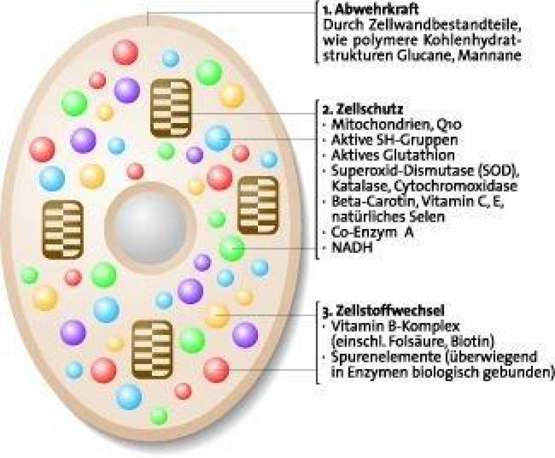 Hefen: Kleine Zellen mit großer Wirkung