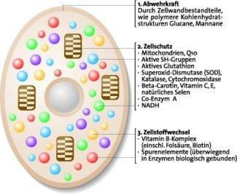 Hefen: Kleine Zellen mit großer Wirkung - openPR
