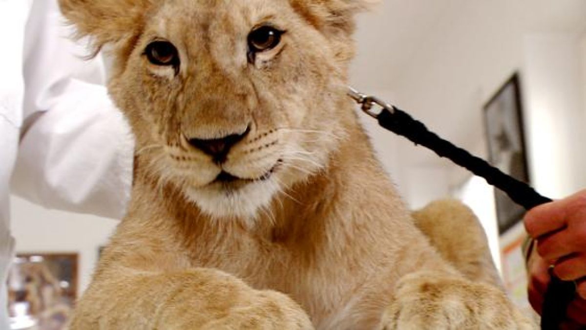 „S.O.S. Tierbabys“ finden neues Zuhause für das kranke Löwenbaby Alvin ...