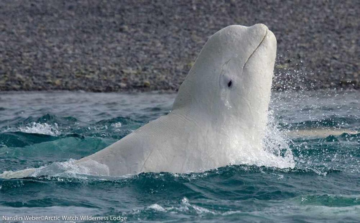 Live aus Nunavut: Beluga Cam der Arctic Watch Wilderness Lodge